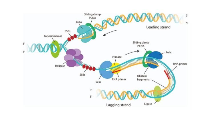 Explore DNA Replication Mechanism and Key Enzymes Involved