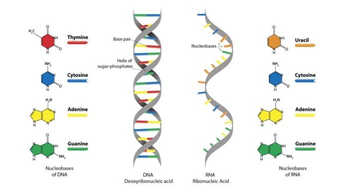 Understand DNA and RNA: Structure vs. Function Insights