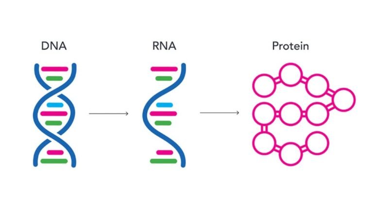DNA vs. RNA Comparison: Structural and Functional Facts