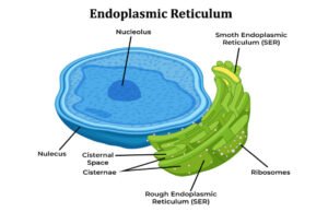 Endocrine Glands and Their Essential Role in Homeostasis