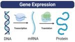 Understanding Gene Expression in Prokaryotes vs Eukaryotes