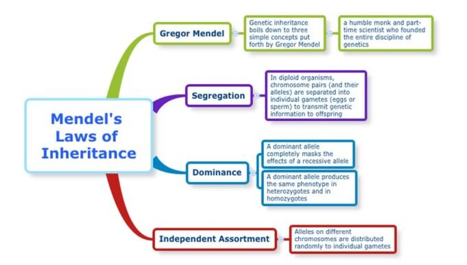 Understanding Mendel’s Laws of Inheritance in Genetics