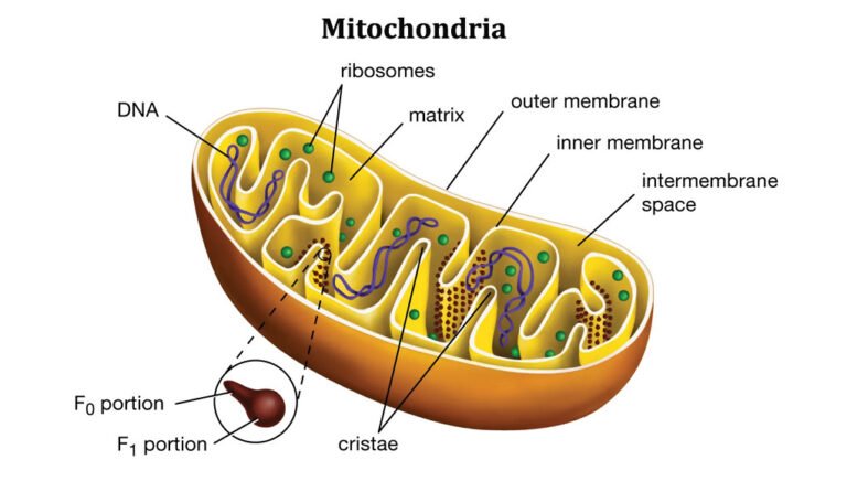 Mitochondria and Cellular Respiration: Key to Energy Generation