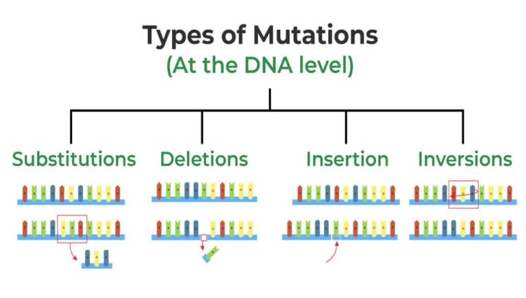 Understanding Mutations: Types, Causes, and Genetic Effects