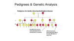 How Pedigree Analysis Helps Trace Genetic Disorders