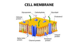Plasma Membrane Structure and Transport Mechanisms in Cells