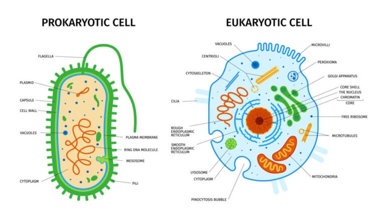 Prokaryotic vs Eukaryotic Cells: Understanding Major Differences