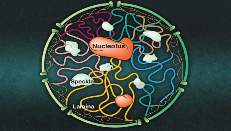 Nucleus Insights: DNA Storage & Gene Control Explained
