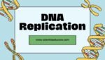 DNA Replication: Process, Enzymes and Significance - Knowledge and ...