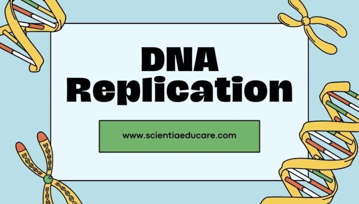 DNA Replication: Process, Enzymes and Significance - Online Learning ...
