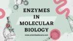 Enzymes in Molecular Biology: Types, Functions and Mechanisms - Online ...