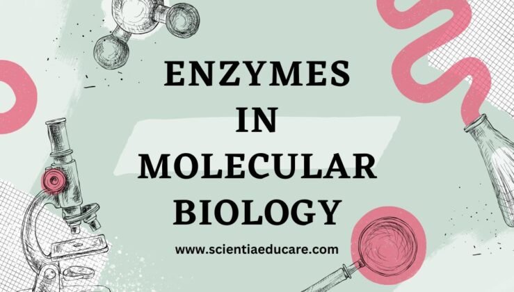 Enzymes in Molecular Biology: Types, Functions and Mechanisms - Online ...