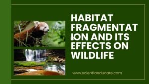 Habitat Fragmentation and Its Effects on Wildlife - Online Learning ...